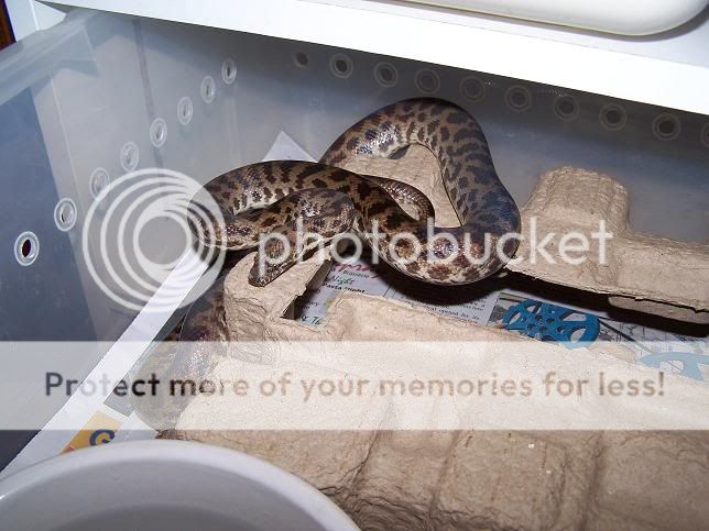 21 Month Old Female Spotted Python | Aussie Pythons & Snakes Forum