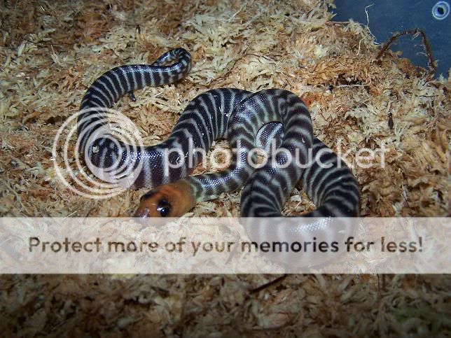 Show us ya Woma's | Aussie Pythons & Snakes Forum