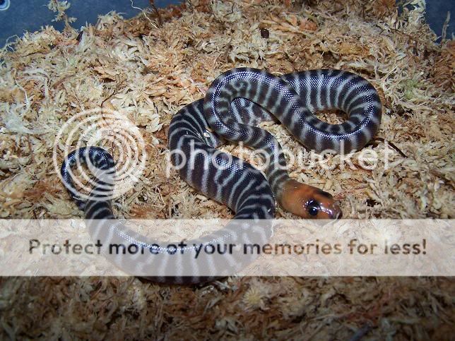 Show us ya Woma's | Aussie Pythons & Snakes Forum