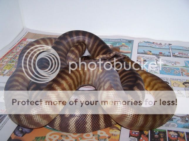 snakes are breeding!!! | Aussie Pythons & Snakes Forum