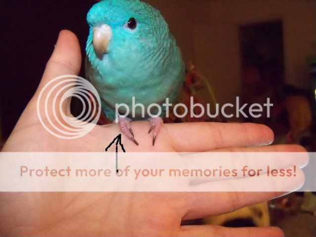 will his toenail ever grow back | Avian Avenue Parrot Forum