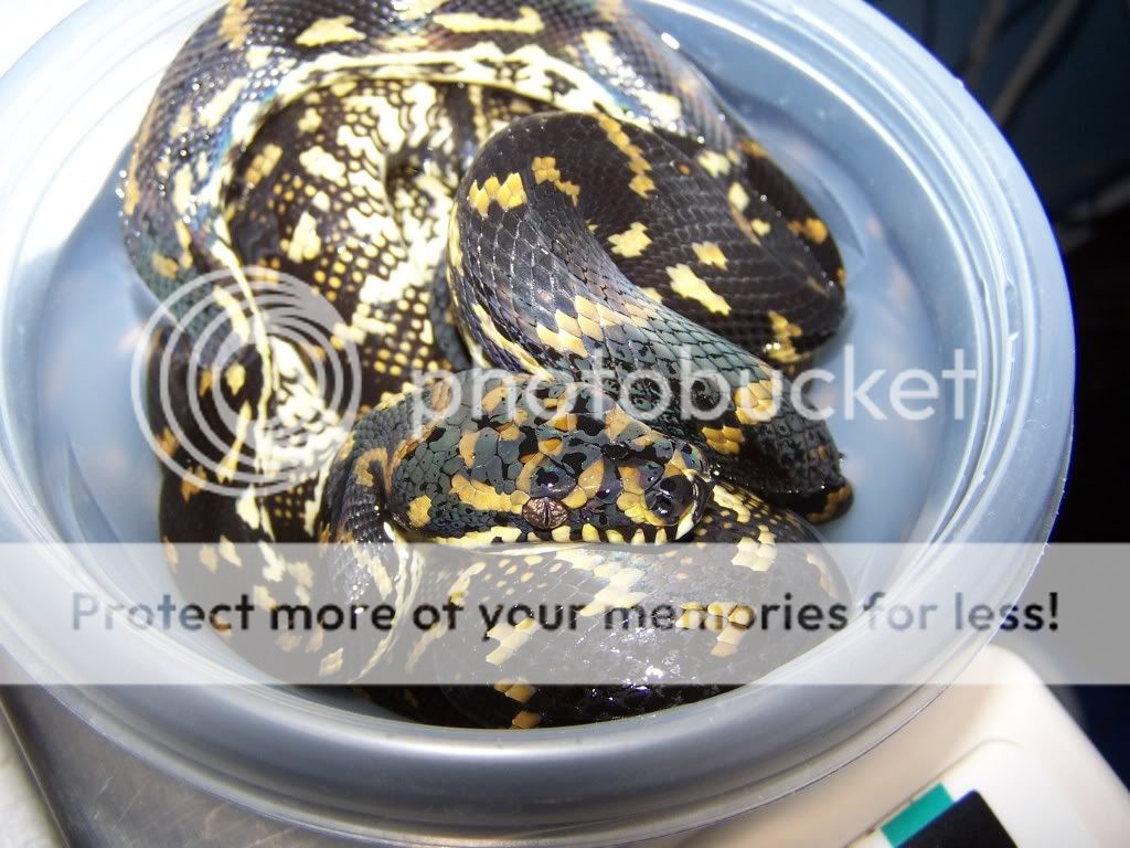 Coastal Carpet Python X Royal Python? | Reptile Forums