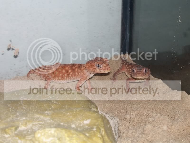 Finally...amyae laid...and various gecko pics | Aussie Pythons & Snakes ...