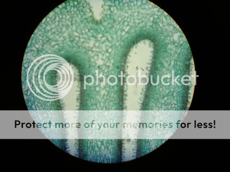 Coprinus Mushroom Pileus