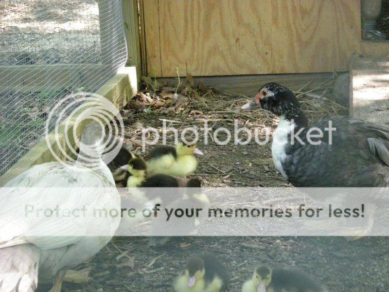 Best "Duck Tractor" for Muscovies????? | BackYard Chickens - Learn How ...