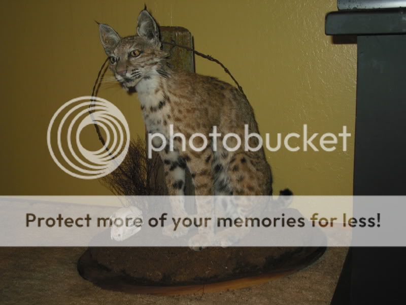 Mounting Animals - taxidermy | Page 2 | Pirate 4x4