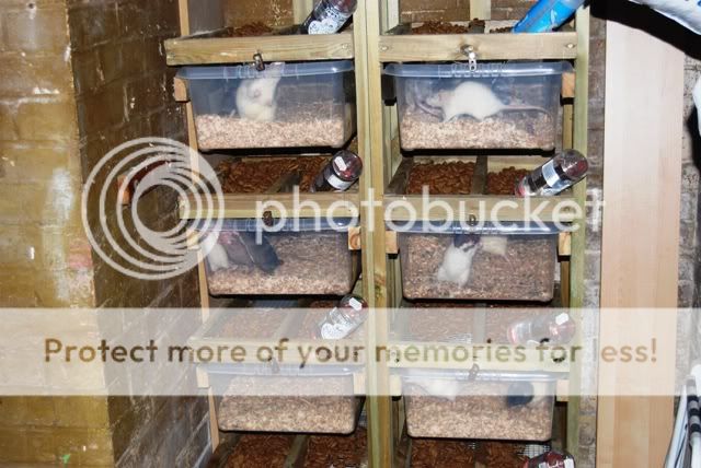 Rat Breeding Rack | Reptile Forums