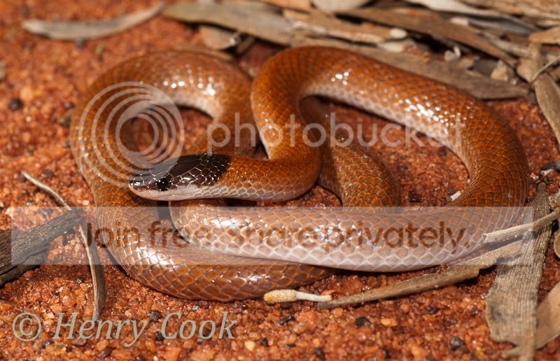 Aussie Elapids | Page 3 | Aussie Pythons & Snakes Forum
