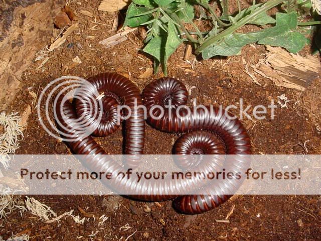 Reptielenforum • Toon onderwerp - fotoschiet van mijn diertjes