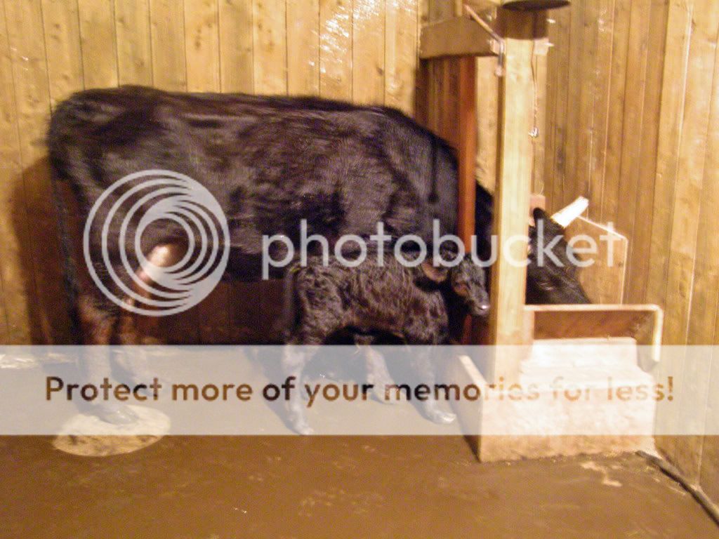 How to build a good parlor for a family cow | Homesteading Forum