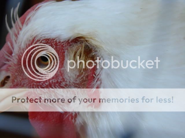 Yellow ears - White Cobb? Chicken | BackYard Chickens - Learn How to ...