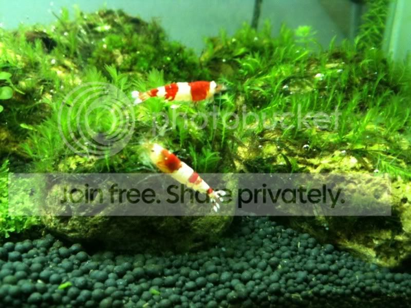 sprikemoss: Red Bee Shrimp