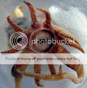 Tentacles - Page 2 — Penny Arcade