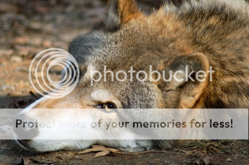 Wolf Photography Community — LiveJournal