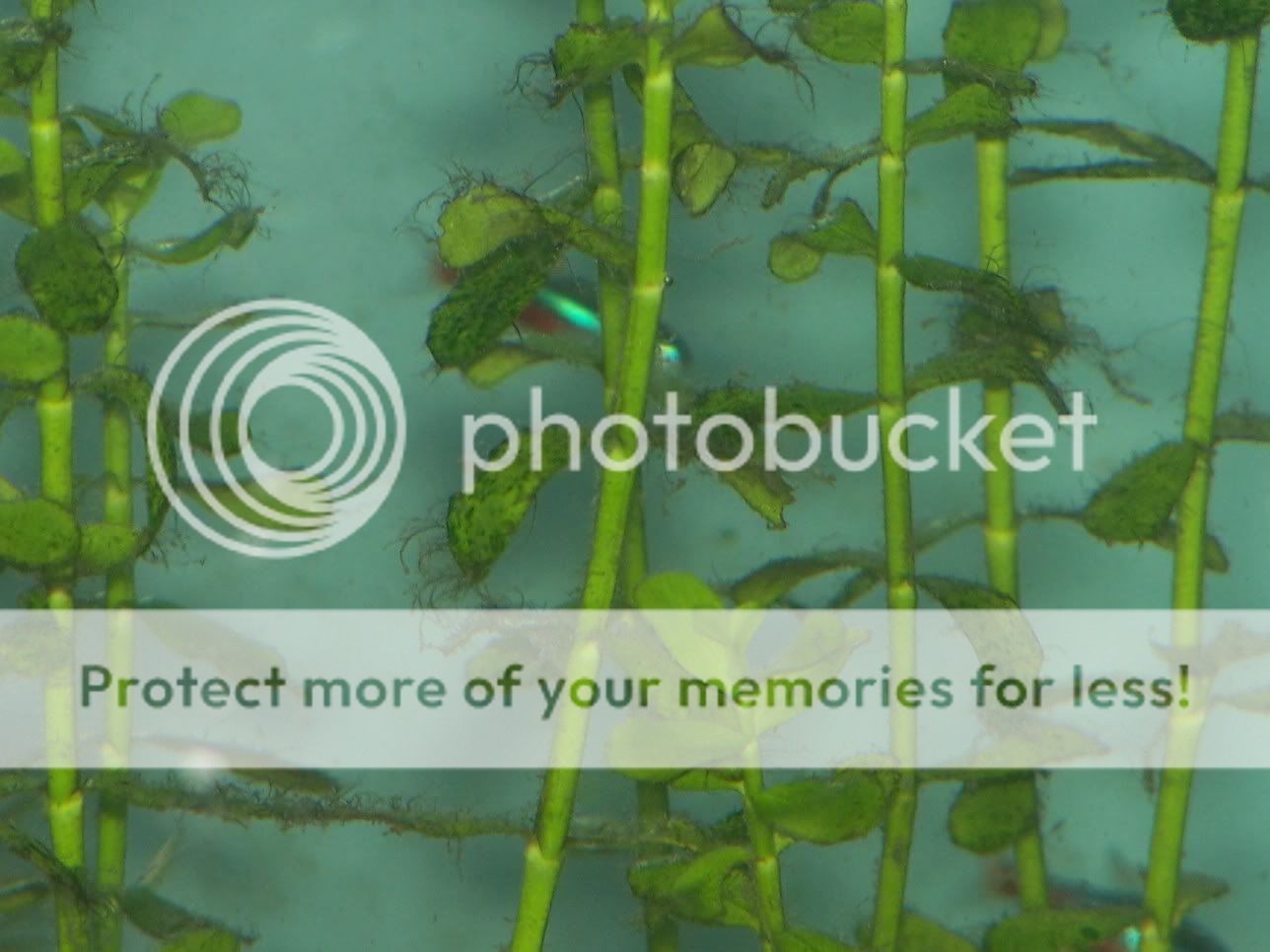 What to do about fuzz algae? | The Planted Tank Forum