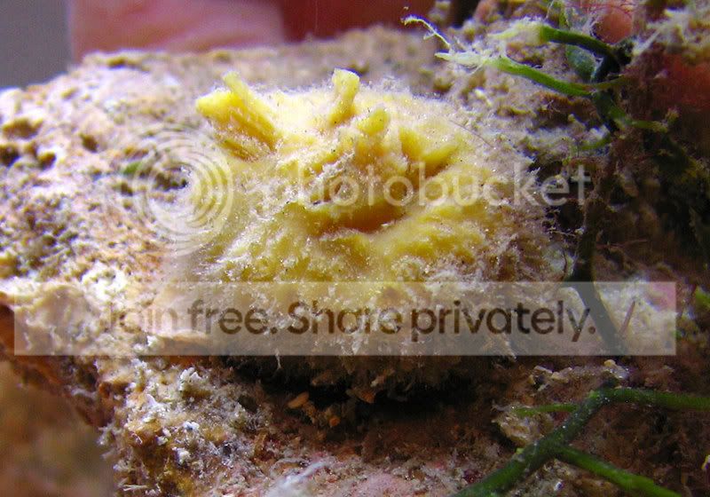 An explosion of live rock! (tons of pics, be careful!) | Reef Sanctuary