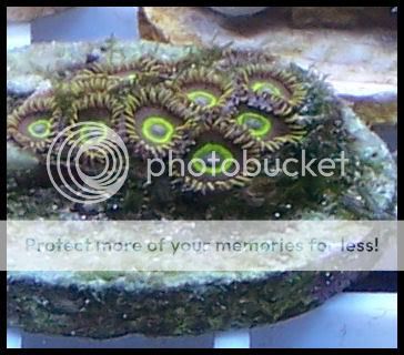 Yellow zoa ID? | REEF2REEF Saltwater and Reef Aquarium Forum