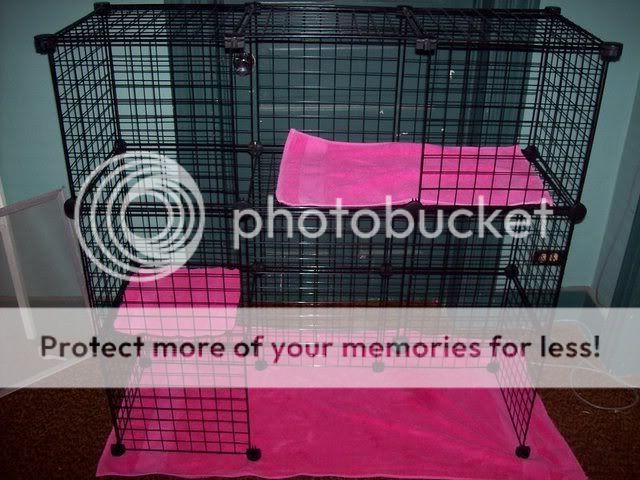 netherland dwarf cage size | Rabbits Online Pet Rabbit & Bunny Forum