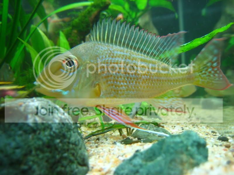 Planted geophagus tank | The Planted Tank Forum